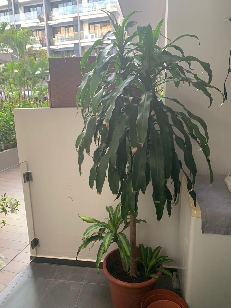 Dracaena corn plant -palm 2.5m tall, Furniture & Home Living, Gardening ...