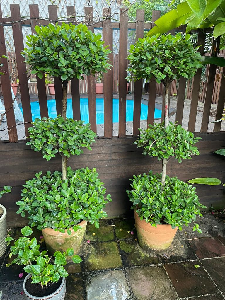 Ficus microcarpa 3 layer ball shape, Furniture & Home Living, Gardening ...