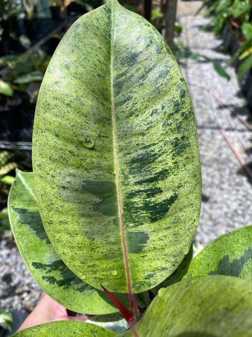 Ficus Shivereana (Medium Sized, Well Established), Furniture & Home ...