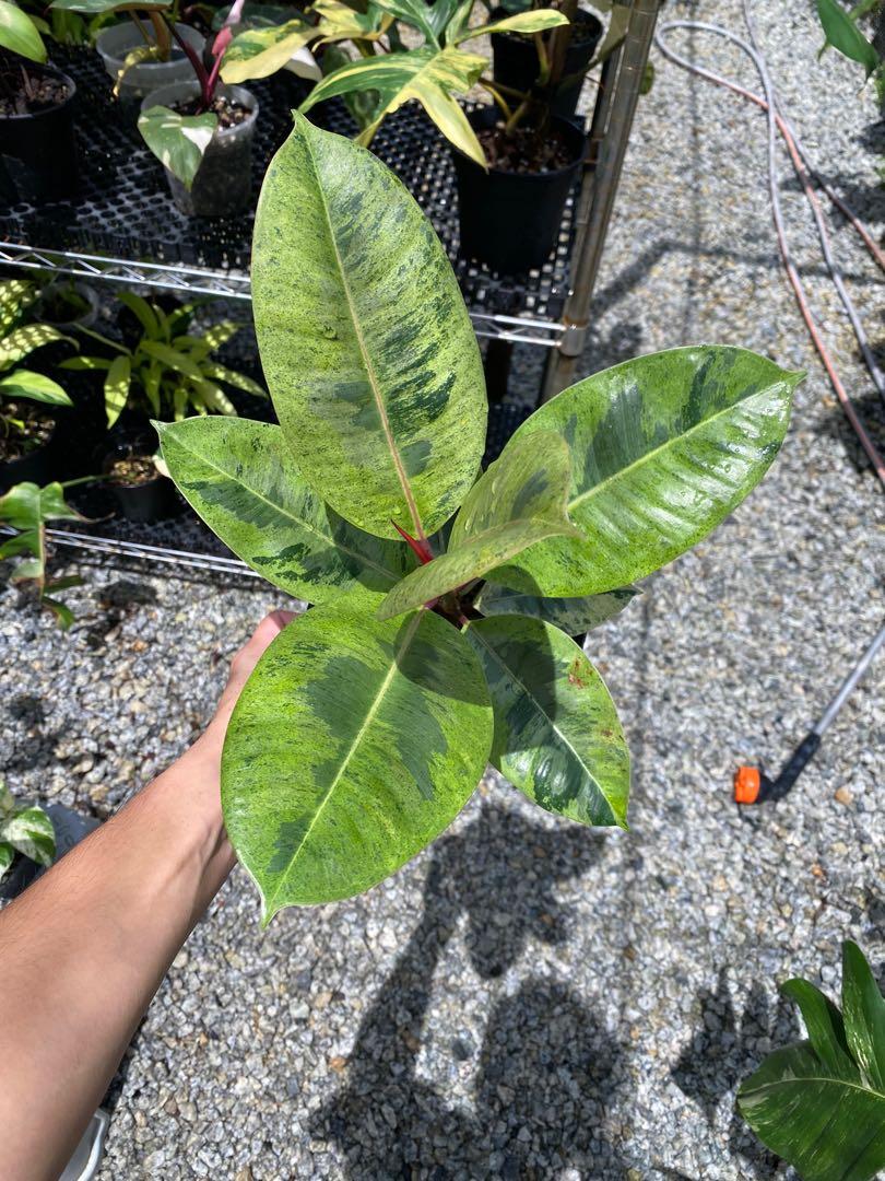 Ficus Shivereana (Medium Sized, Well Established), Furniture & Home ...