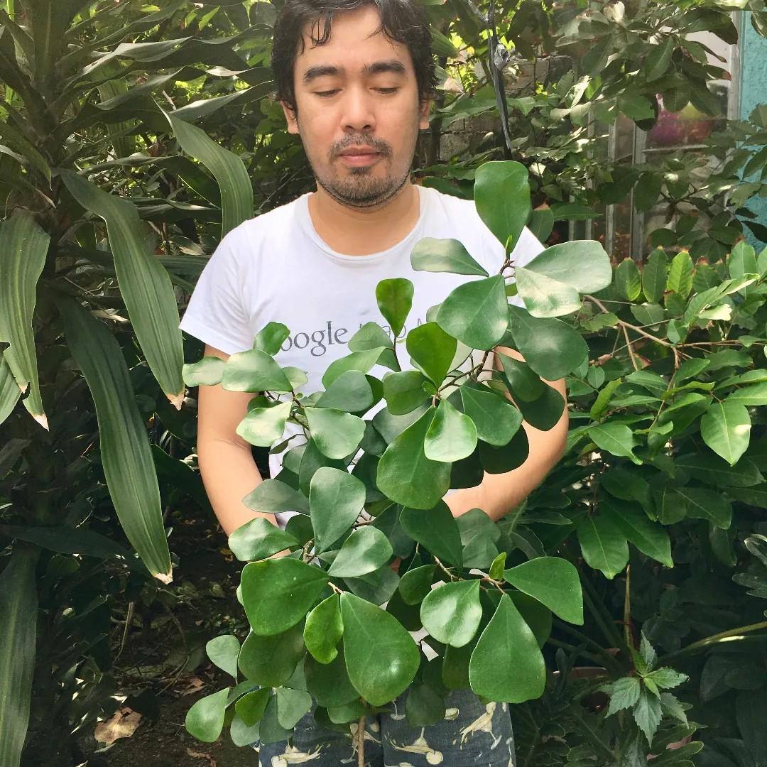 Ficus triangularis (big!), Furniture & Home Living, Gardening, Plants ...