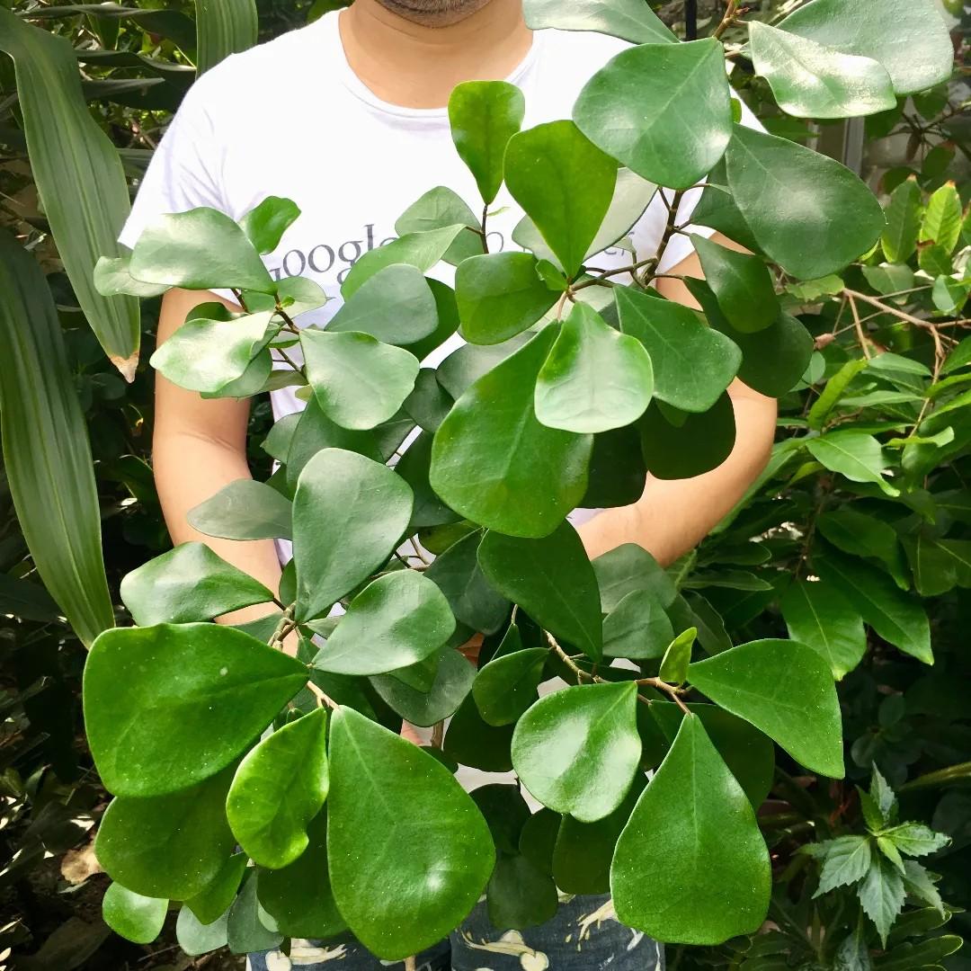 Ficus triangularis (big!), Furniture & Home Living, Gardening, Plants ...