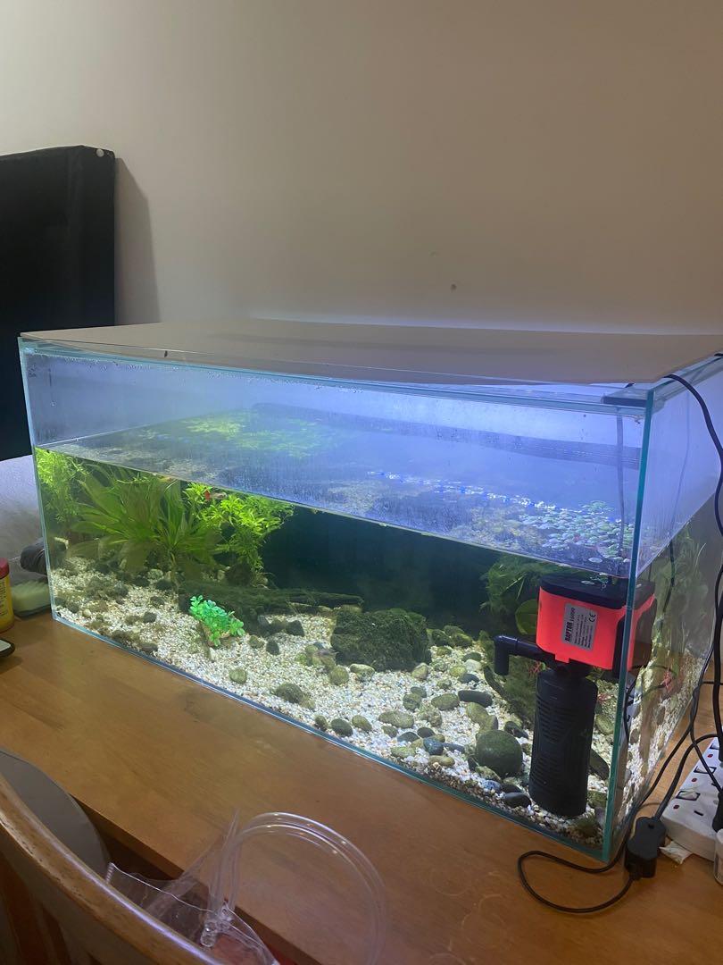 3 Ft Fish Tank, Pet Supplies, Homes & Other Pet Accessories on Carousell
