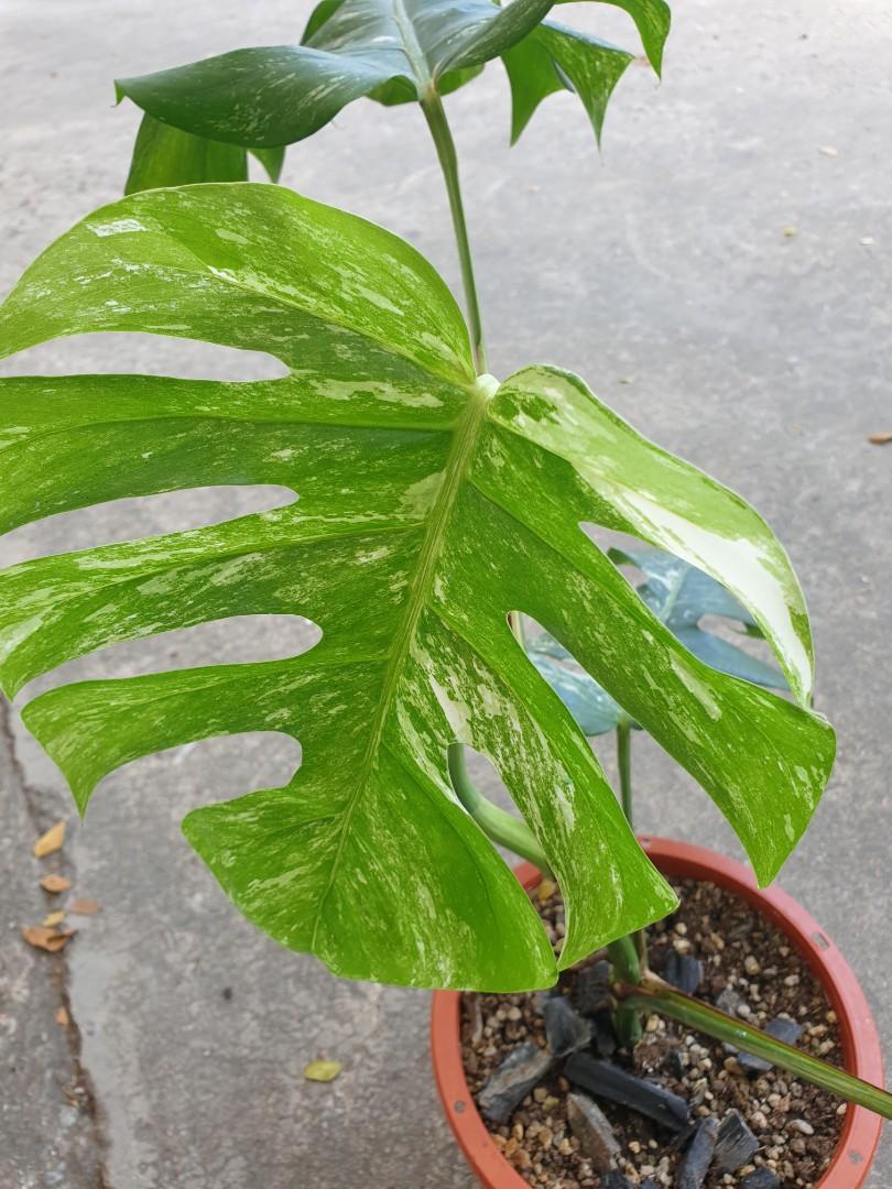 Monstera Albo Snow White Variegated Japan, Furniture & Home Living ...
