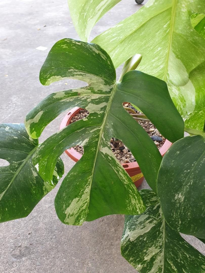Monstera Albo Snow White Variegated Japan, Furniture & Home Living ...