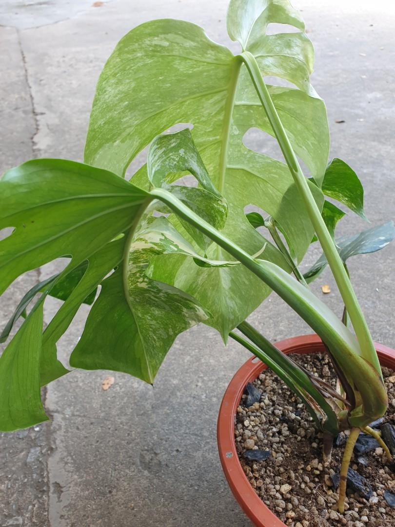 Monstera Albo Snow White Variegated Japan, Furniture & Home Living ...