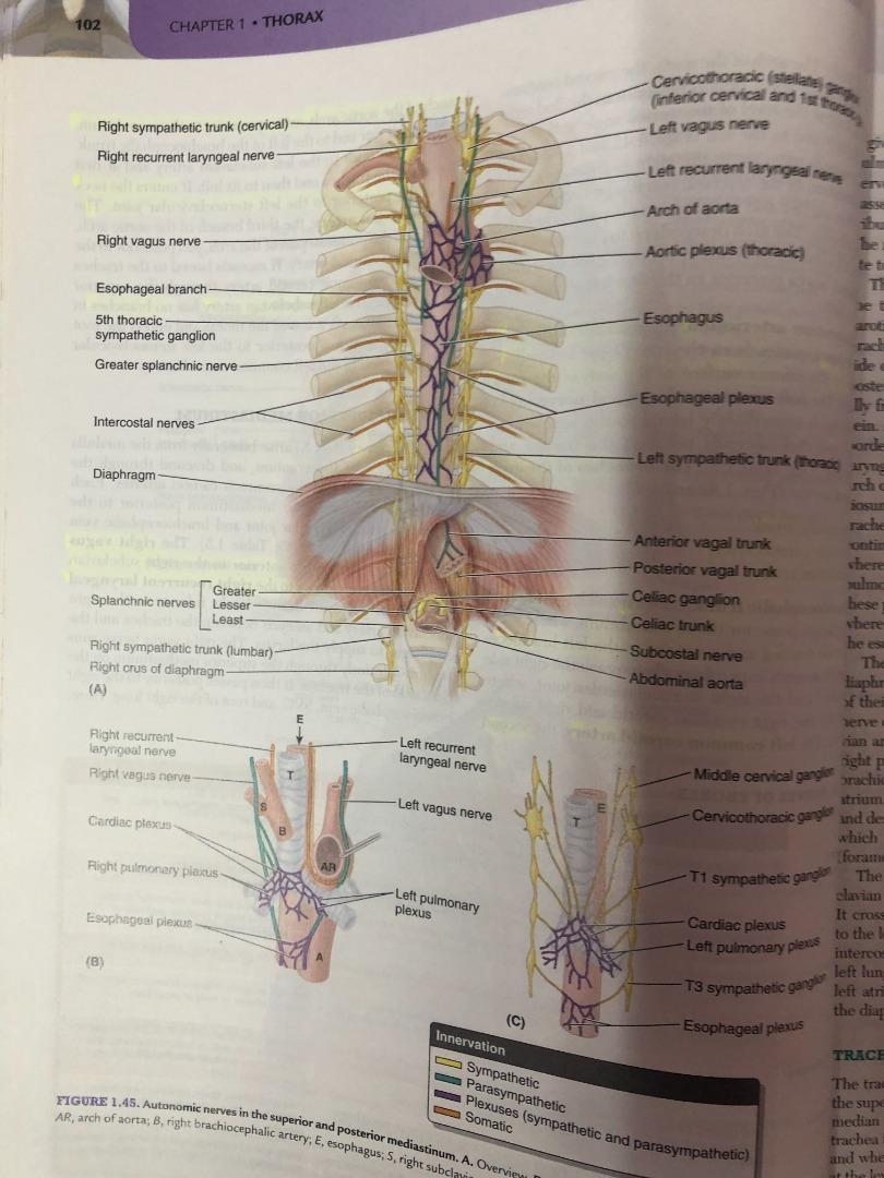 MOORE essential clinical anatomy, Hobbies & Toys, Books & Magazines ...