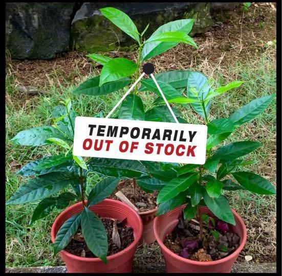 New Saplings! Wild-harvested, strong! Indonesian Bay Leaf Plant (Rare ...