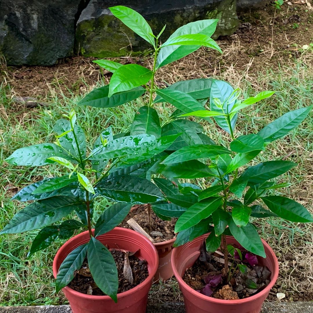 New Saplings! Wild-harvested, strong! Indonesian Bay Leaf Plant (Rare ...