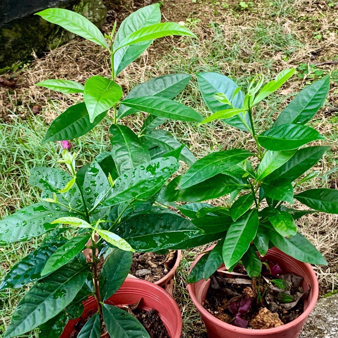 New Saplings! Wild-harvested, strong! Indonesian Bay Leaf Plant (Rare ...