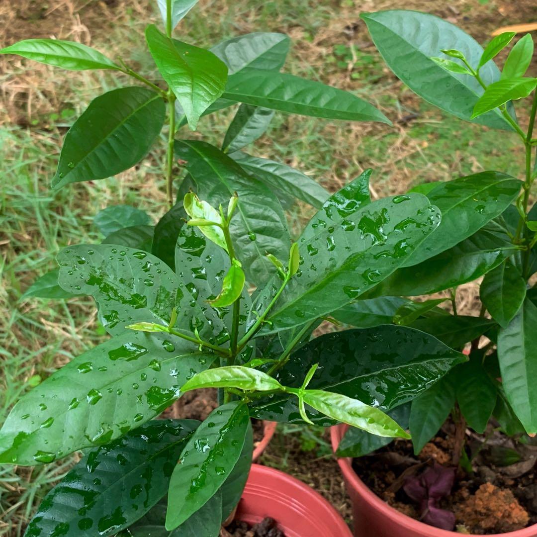 New Saplings! Wild-harvested, strong! Indonesian Bay Leaf Plant (Rare ...