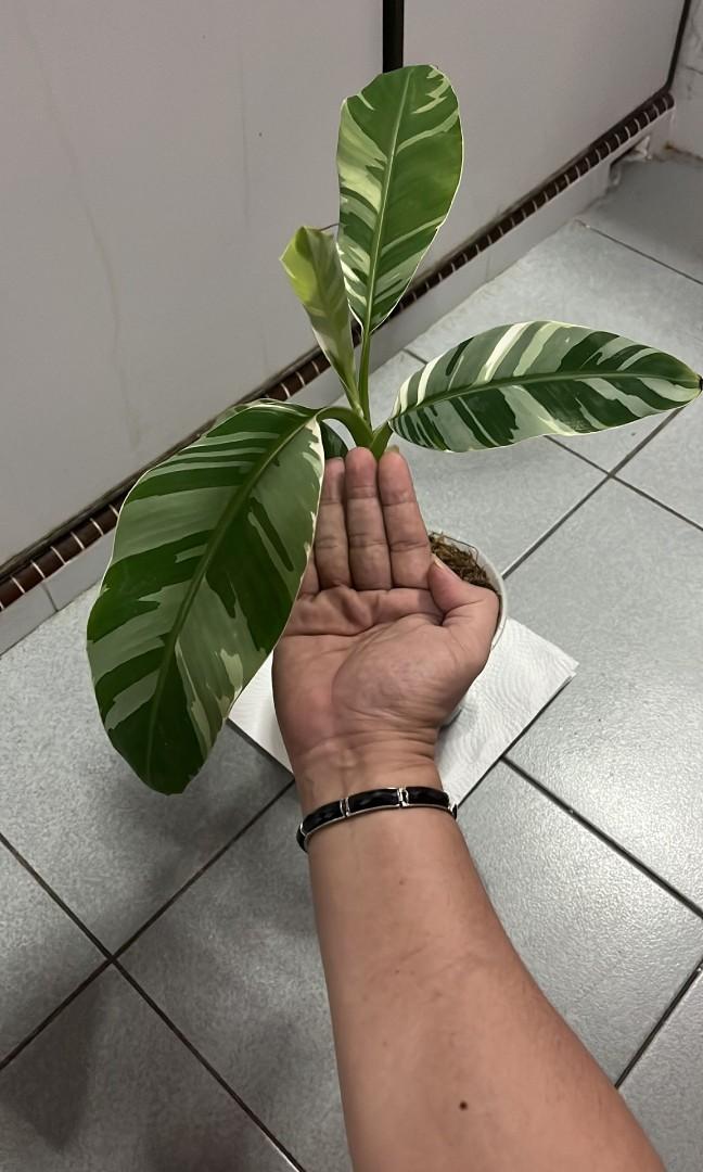 Variegated banana plant aka musa florida, Furniture & Home Living ...
