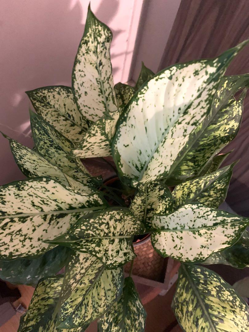 Aglaonema Snow White+ceramic pot, Furniture & Home Living, Gardening ...