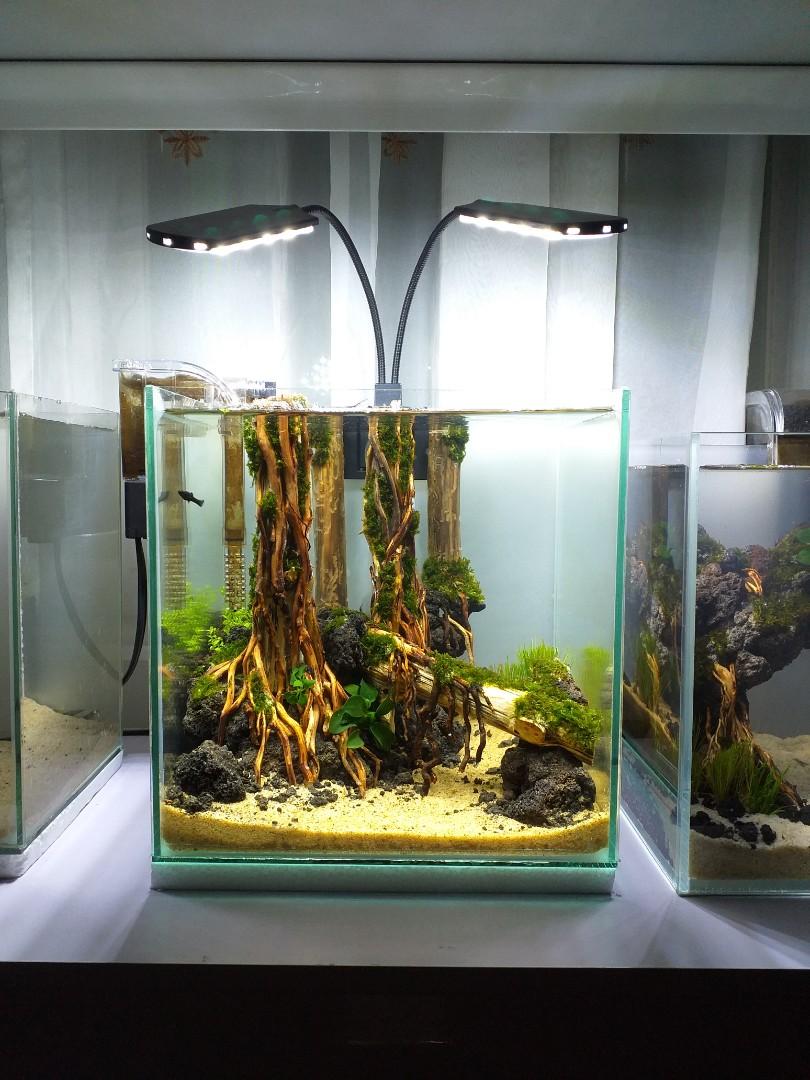 Aquarium fish tank setup forest themed aquascape, Pet Supplies, Homes ...