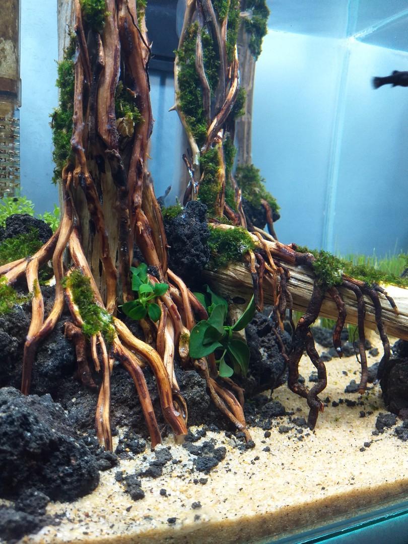 Aquarium fish tank setup forest themed aquascape, Pet Supplies, Homes ...