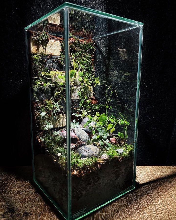 Custom Made Terrarium, Furniture & Home Living, Gardening, Plants ...