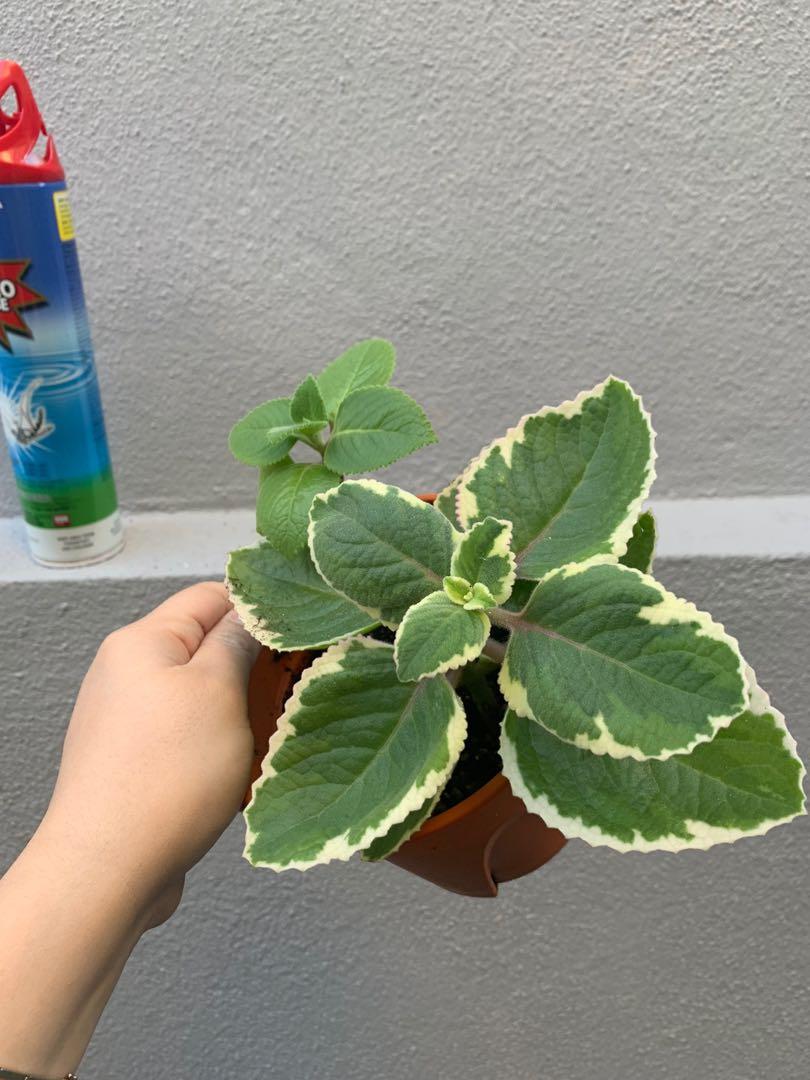 Indian borage (mint plant) variegated and non variegated, Furniture ...