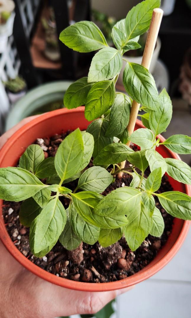 Japanese Menthol mint in organic soil, edible plant, Furniture & Home ...