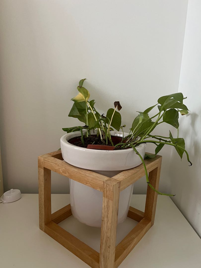 Large cube stand pot and plant, Furniture & Home Living, Gardening ...