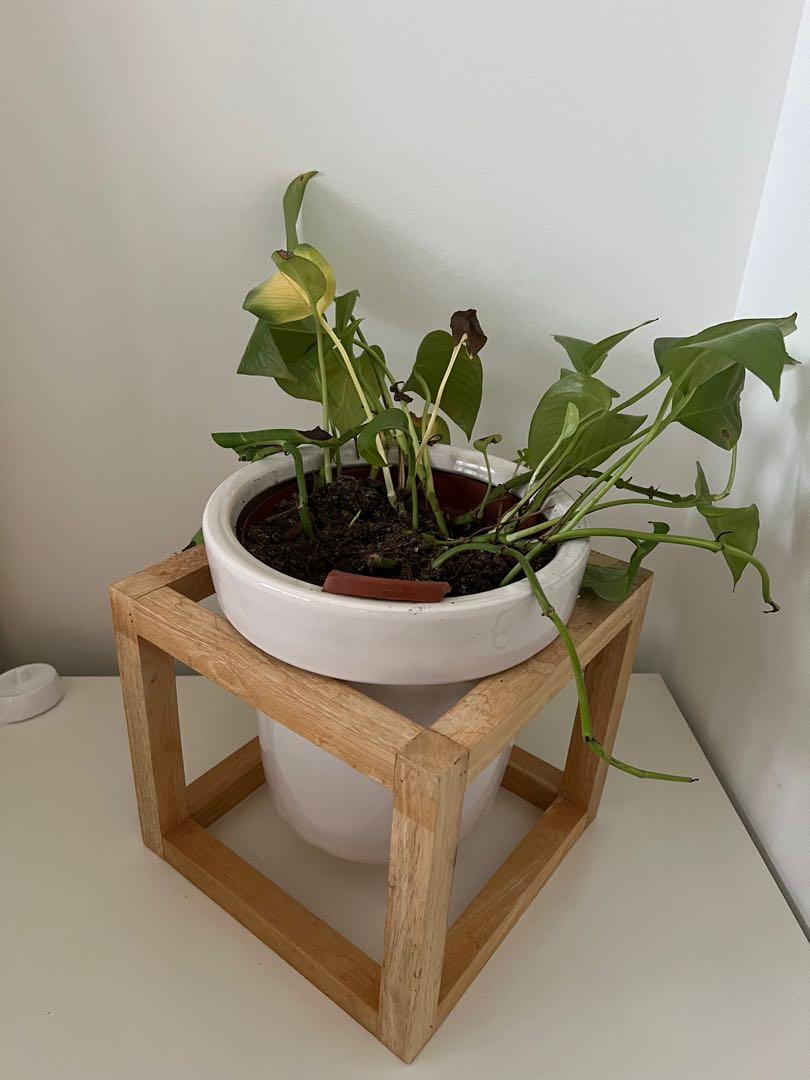 Large cube stand pot and plant, Furniture & Home Living, Gardening ...