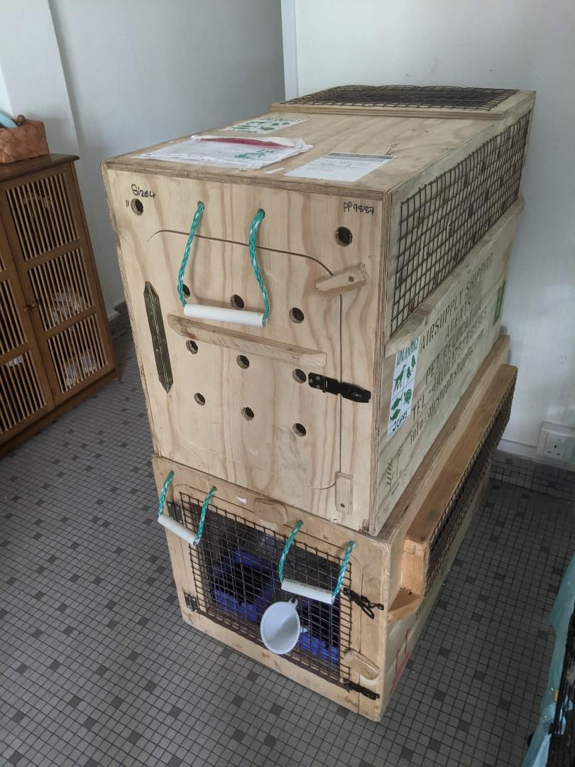 Medium IATA Crate for Dogs and Cats, Pet Supplies, Homes & Other Pet ...