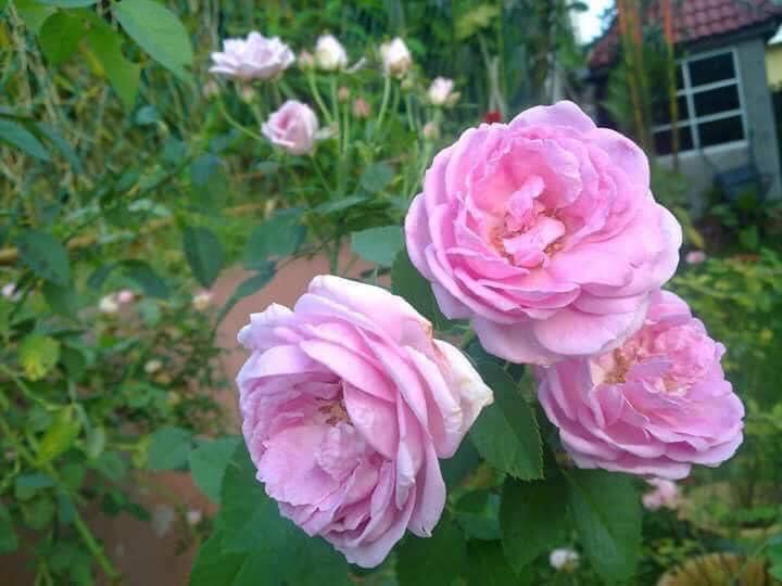 Pokok bunga rose damask (dari keratan batang), Furniture & Home Living, Gardening, Plants ...