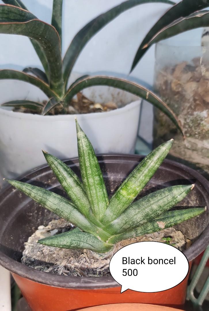 Sansevieria Black boncel, Furniture & Home Living, Gardening, Plants ...