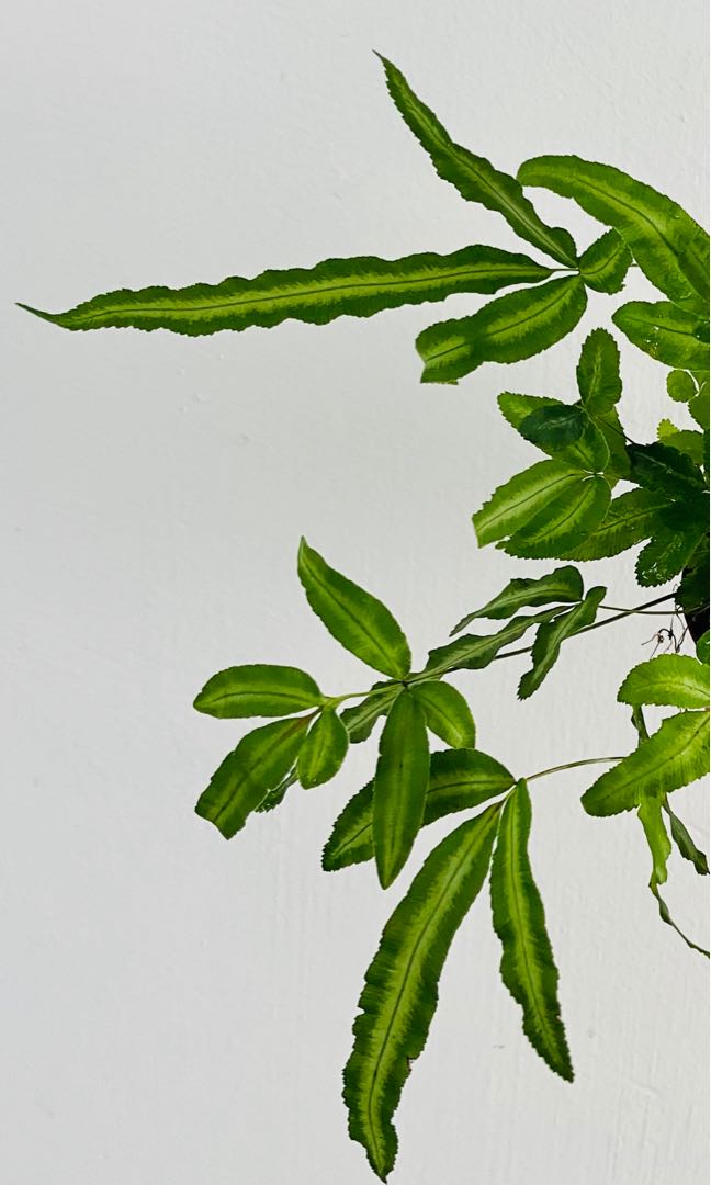 Silver Ribbon Fern (Pteris Cretica), Furniture & Home Living, Gardening ...