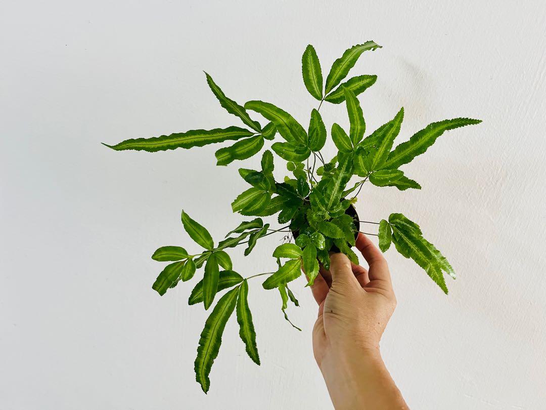 Silver Ribbon Fern (Pteris Cretica), Furniture & Home Living, Gardening ...