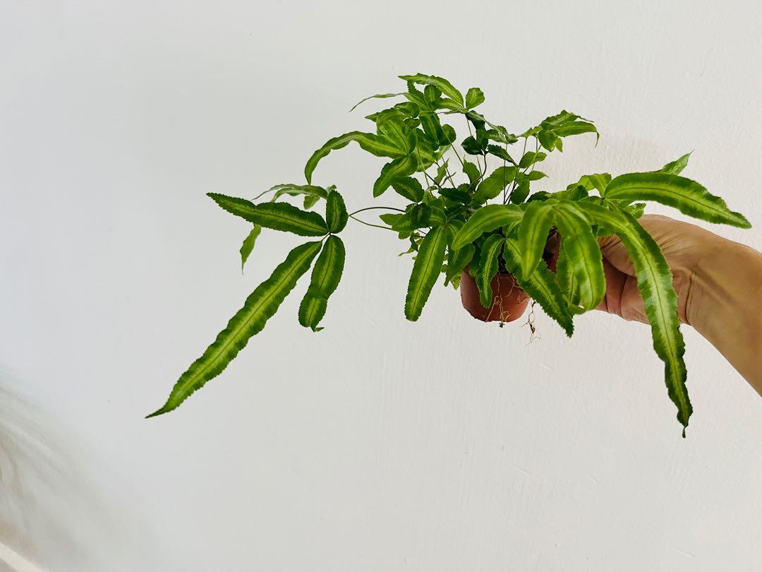 Silver Ribbon Fern (Pteris Cretica), Furniture & Home Living, Gardening ...