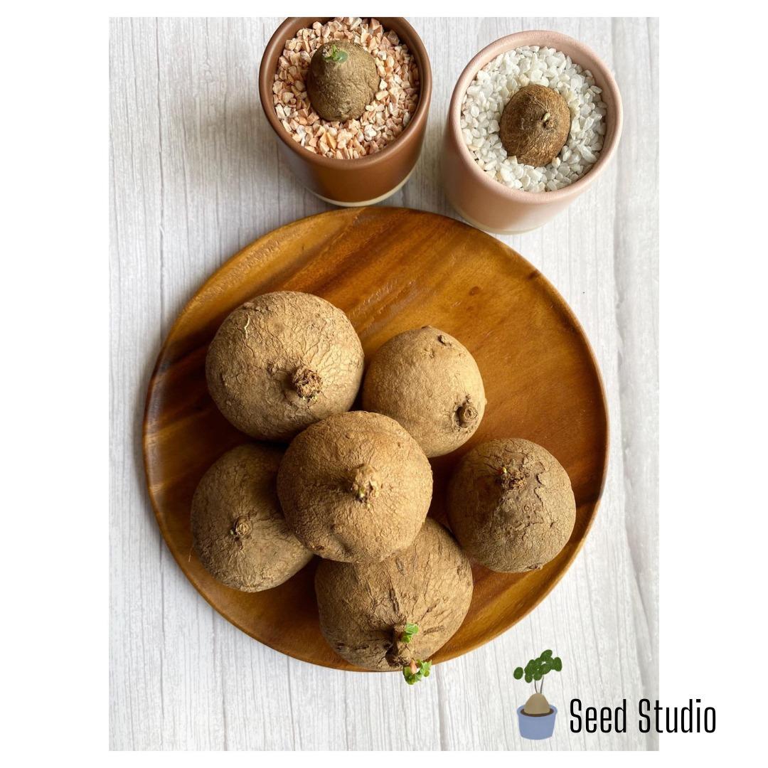 Stephania Erecta 4-6 cm. ~ cute plants, minimal maintenance plant ...