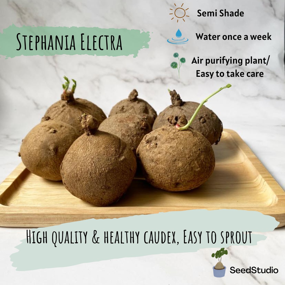 Stephania Erecta 4-6 cm. ~ cute plants, minimal maintenance plant ...