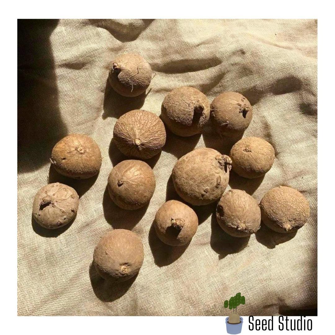 Stephania Erecta 4-6 cm. ~ cute plants, minimal maintenance plant ...