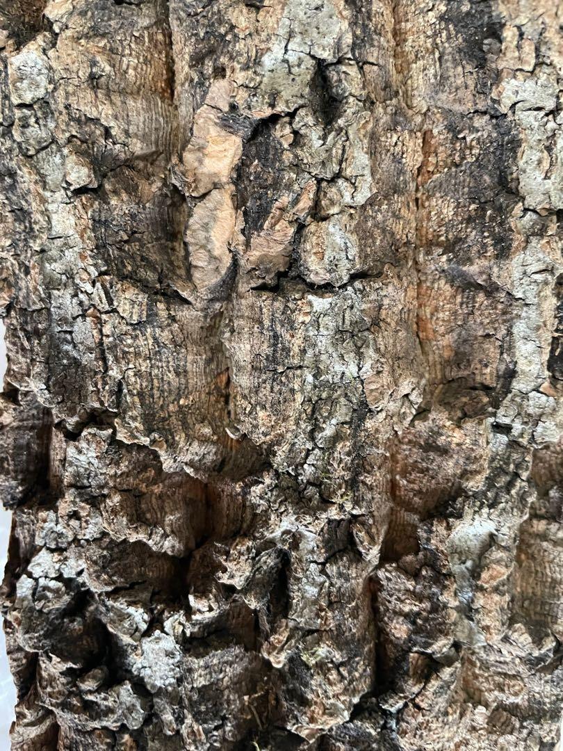 Set of 2 Tree bark board for orchids (10cm x 30cm), Furniture & Home ...