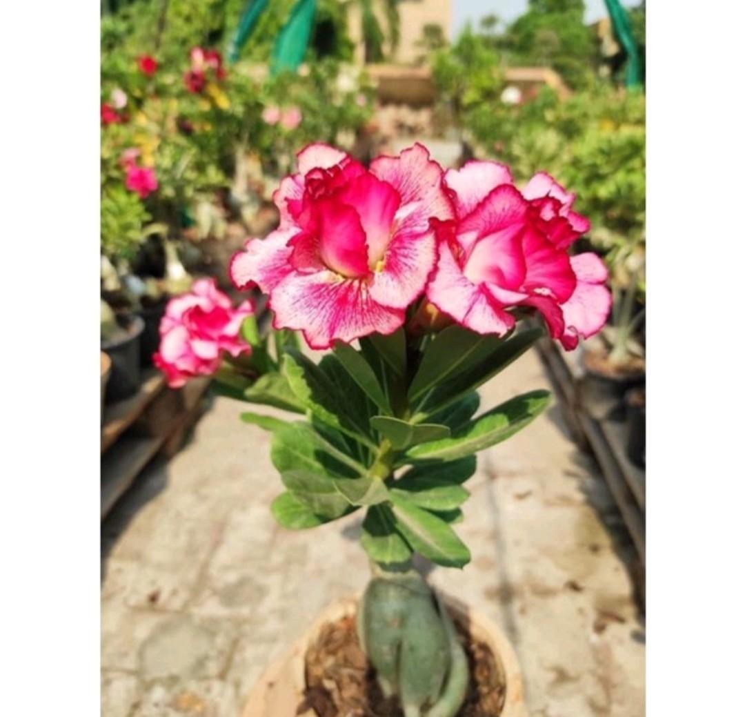 Adenium Grafted Medium to large sizes, Furniture & Home Living ...