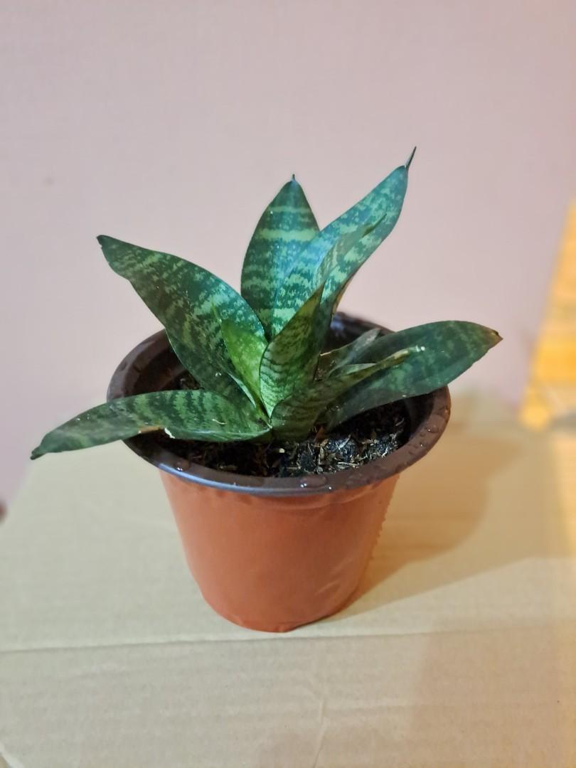 Beautiful Dwarf Snake Plant / Indoor Plant, Furniture & Home Living ...