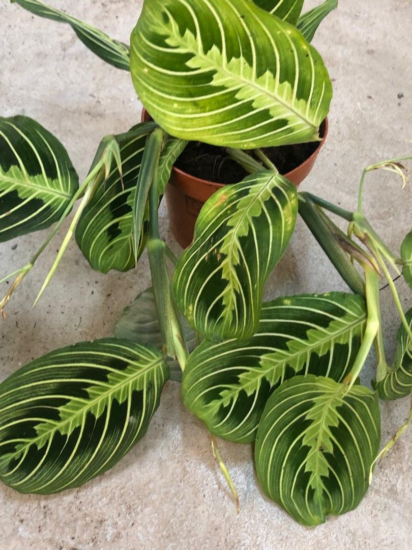 Calathea Maranta -Holland, Furniture & Home Living, Gardening, Plants ...