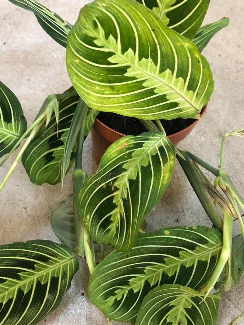Calathea Maranta -Holland, Furniture & Home Living, Gardening, Plants ...