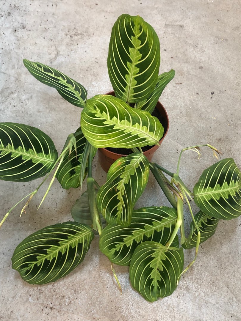 Calathea Maranta -Holland, Furniture & Home Living, Gardening, Plants ...