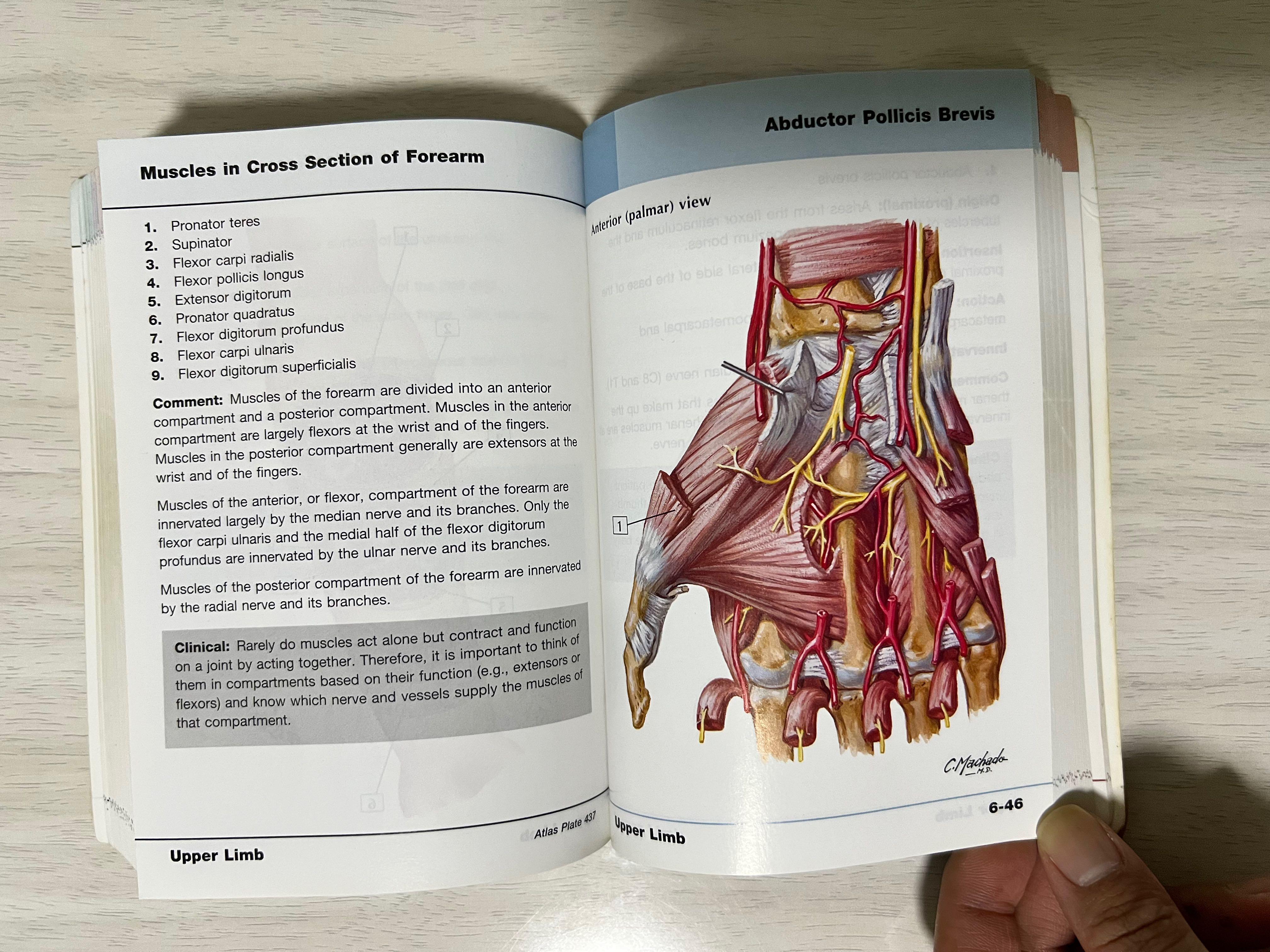 Essential Guide of Netter's Anatomy, Hobbies & Toys, Books & Magazines ...