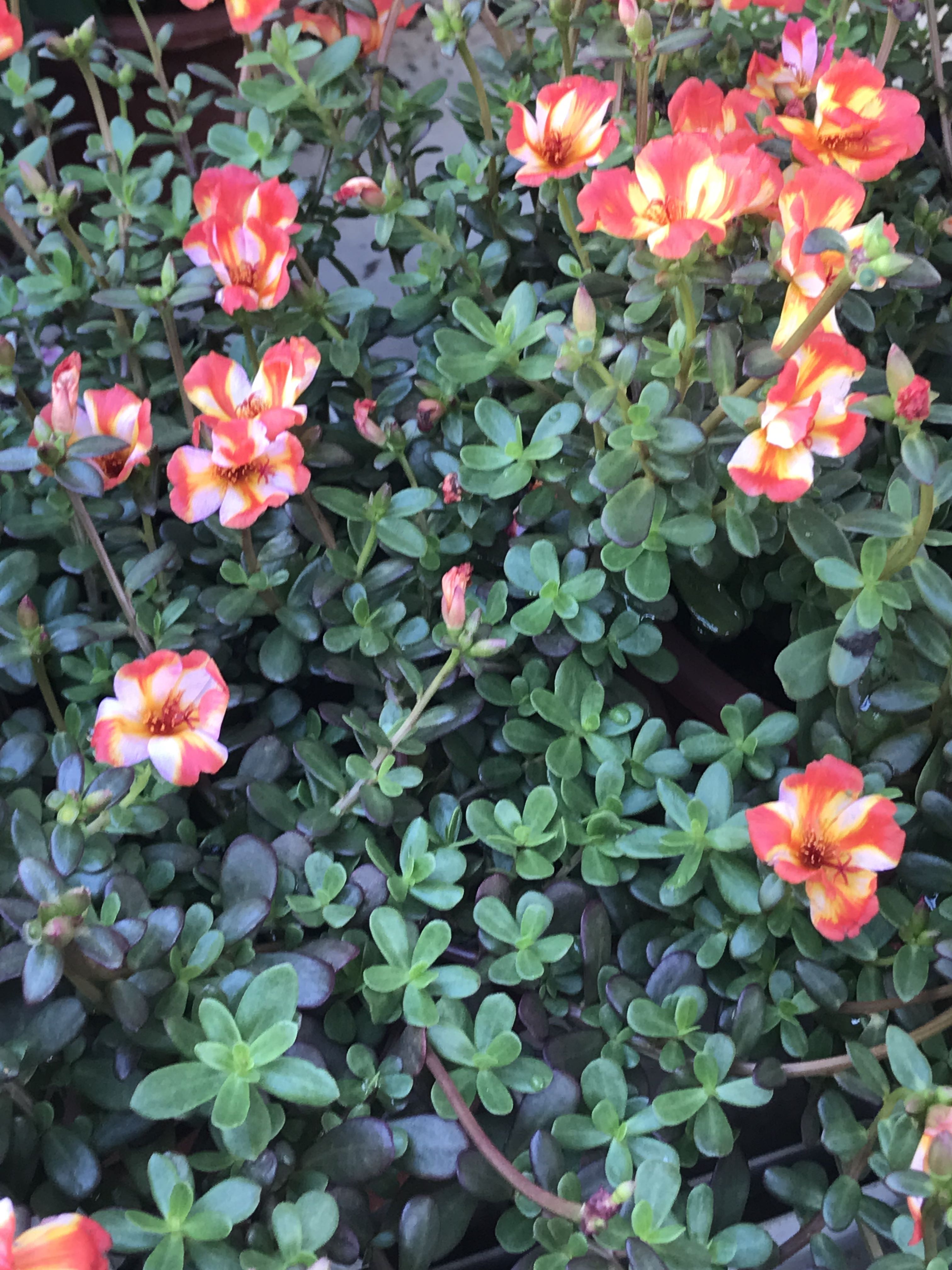 Japanese roses (also known as nine o’clock flowers), Furniture & Home ...