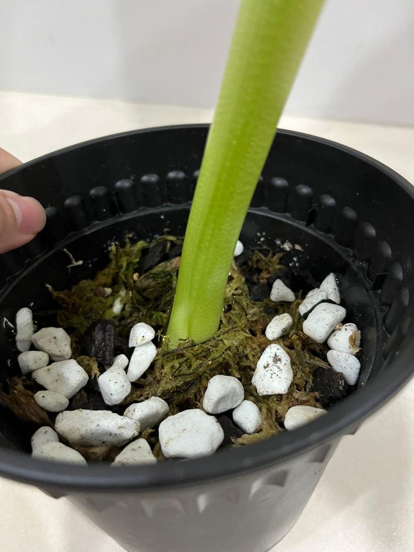 Musa Siam Ruby Variegated banana, Furniture & Home Living, Gardening ...