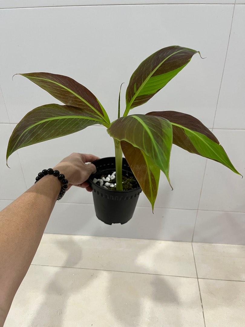 Musa Siam Ruby Variegated banana, Furniture & Home Living, Gardening ...