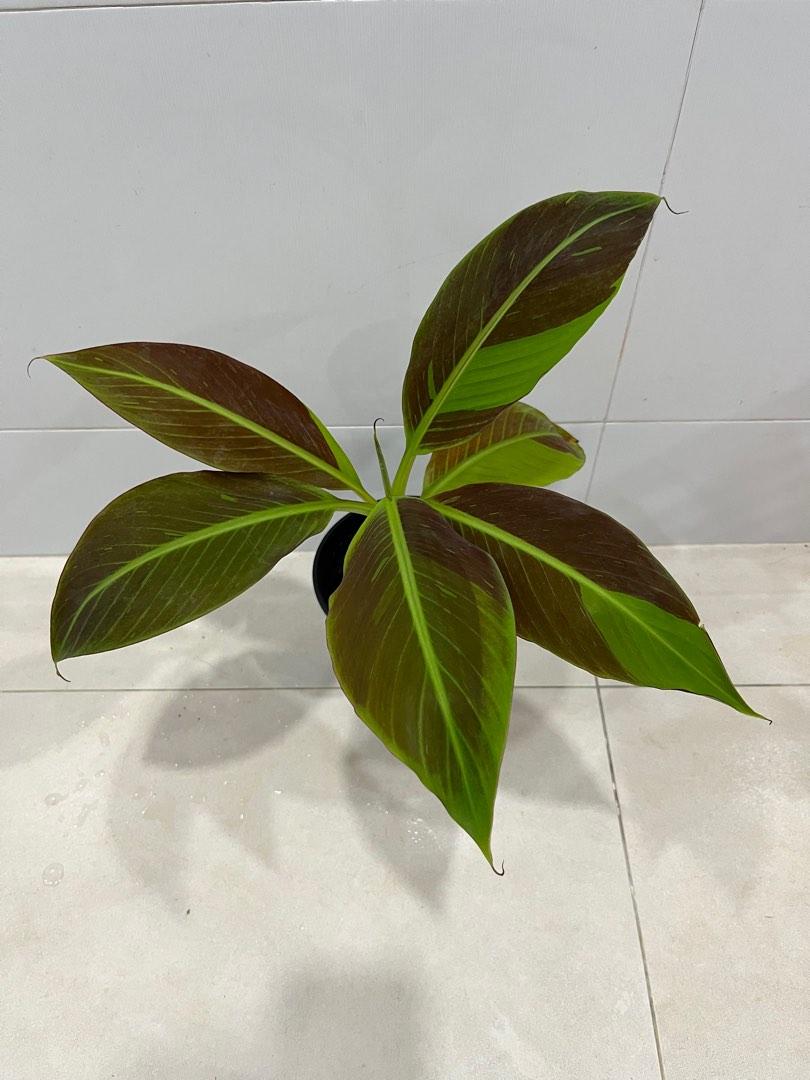 Musa Siam Ruby Variegated banana, Furniture & Home Living, Gardening ...