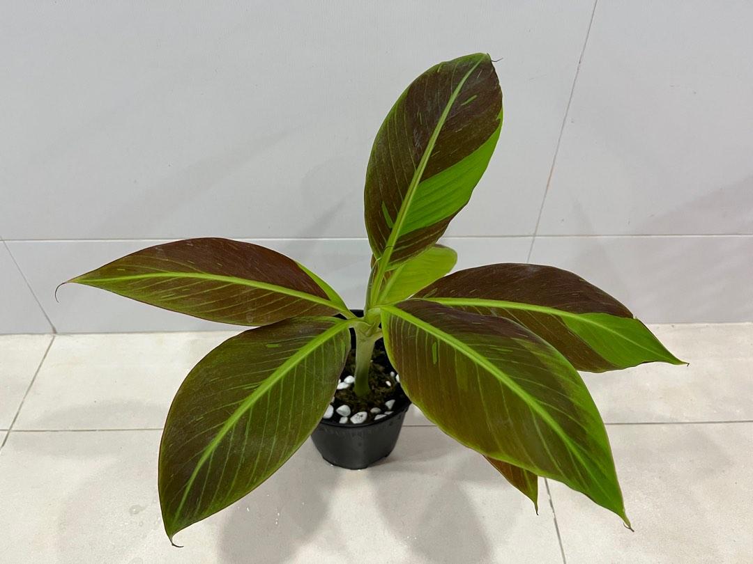 Musa Siam Ruby Variegated banana, Furniture & Home Living, Gardening ...