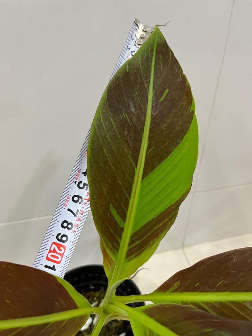 Musa Siam Ruby Variegated banana, Furniture & Home Living, Gardening ...