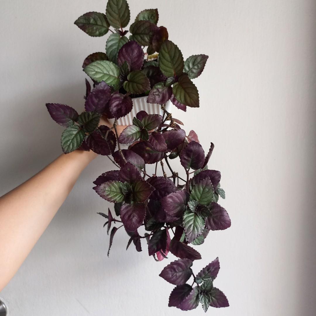 Trailing Metallica Plant purple and silver leaves in white pot ...