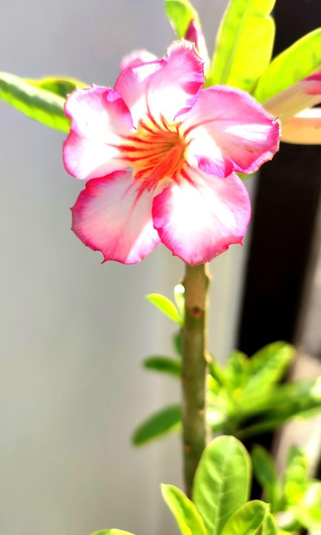 Adenium tree anaconda pink flowers, Furniture & Home Living, Gardening ...