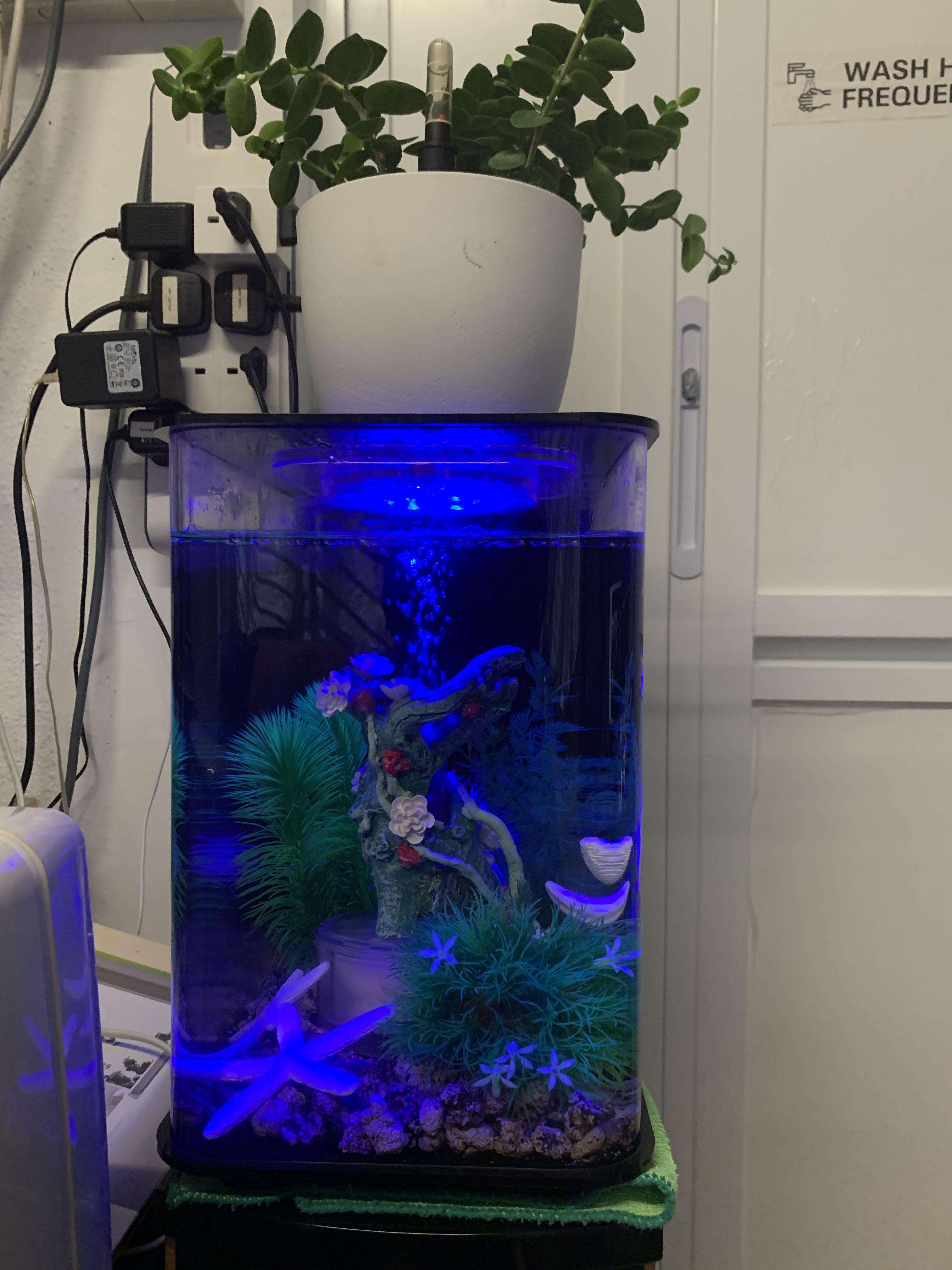 Biorb 15L flow fish tank, Pet Supplies, Homes & Other Pet Accessories ...