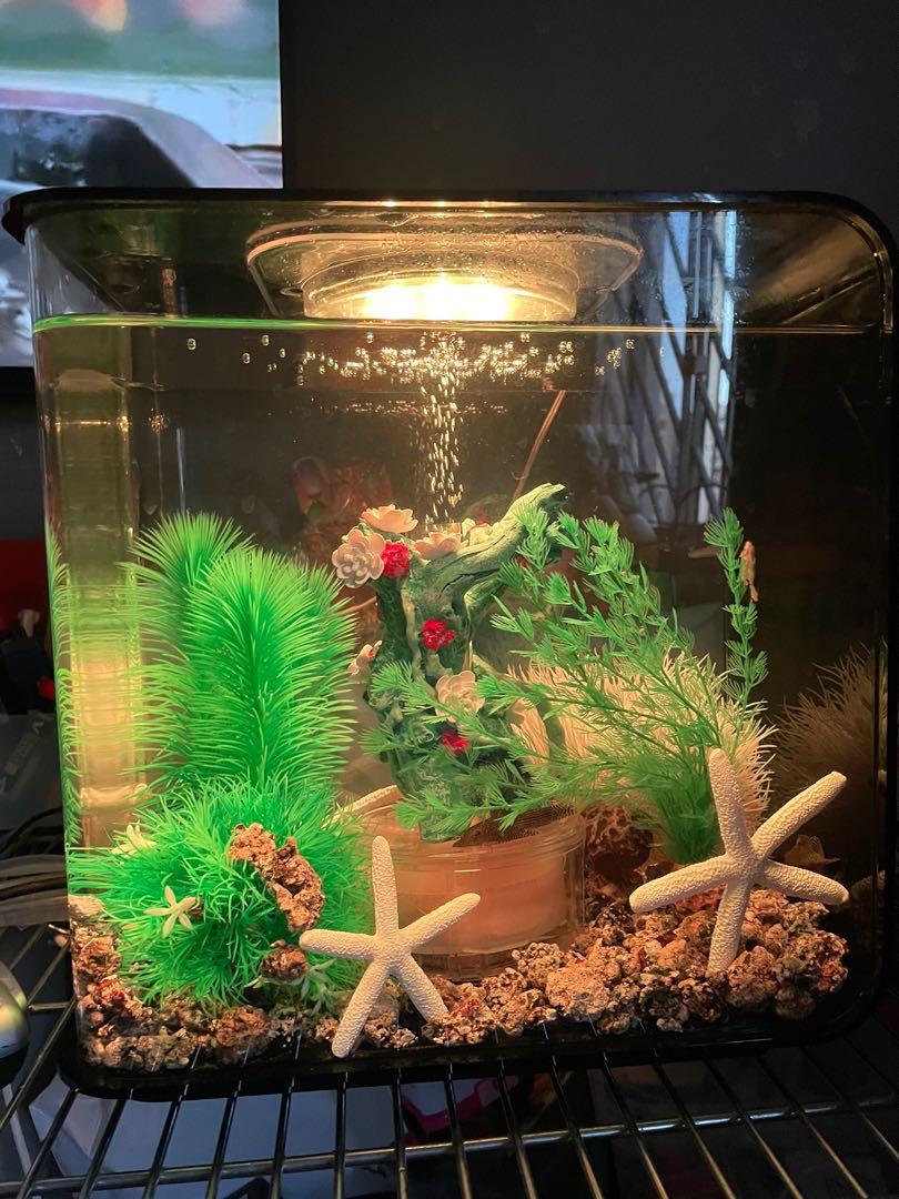 Biorb 15L flow fish tank, Pet Supplies, Homes & Other Pet Accessories ...